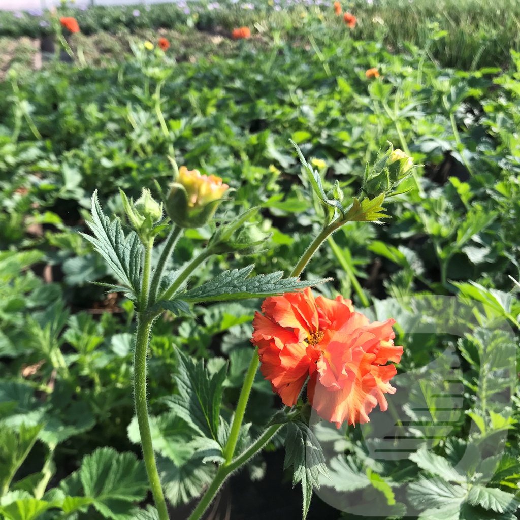 Geum 'Tropical Tempest'® | Plantor