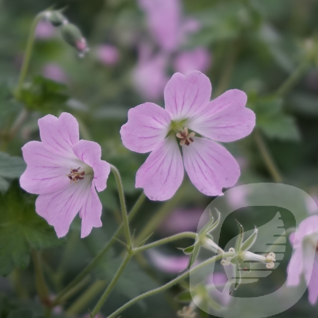 Geranium 'Dreamland'® | Plantor