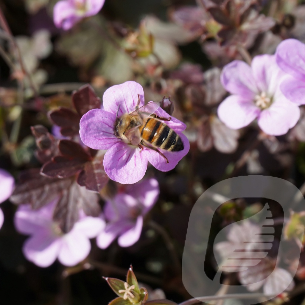 Geranium 'Dusky Crug' | Plantor