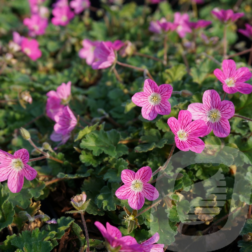 Erodium variabile 'Bishop's Form' | Plantor