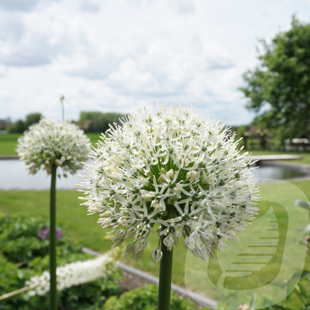 Allium 'Mount Everest' | Plantor