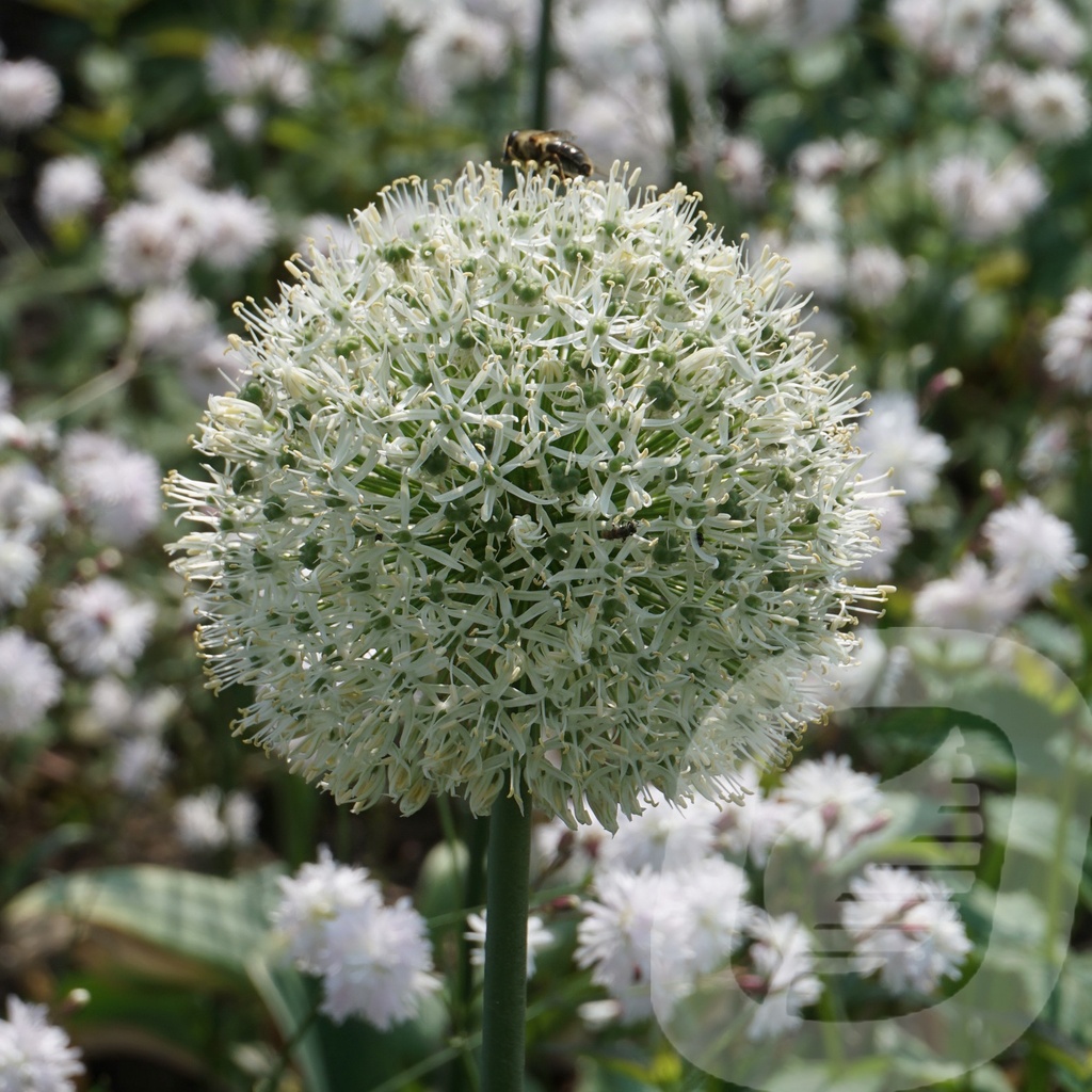 Allium 'Mont Blanc' | Plantor