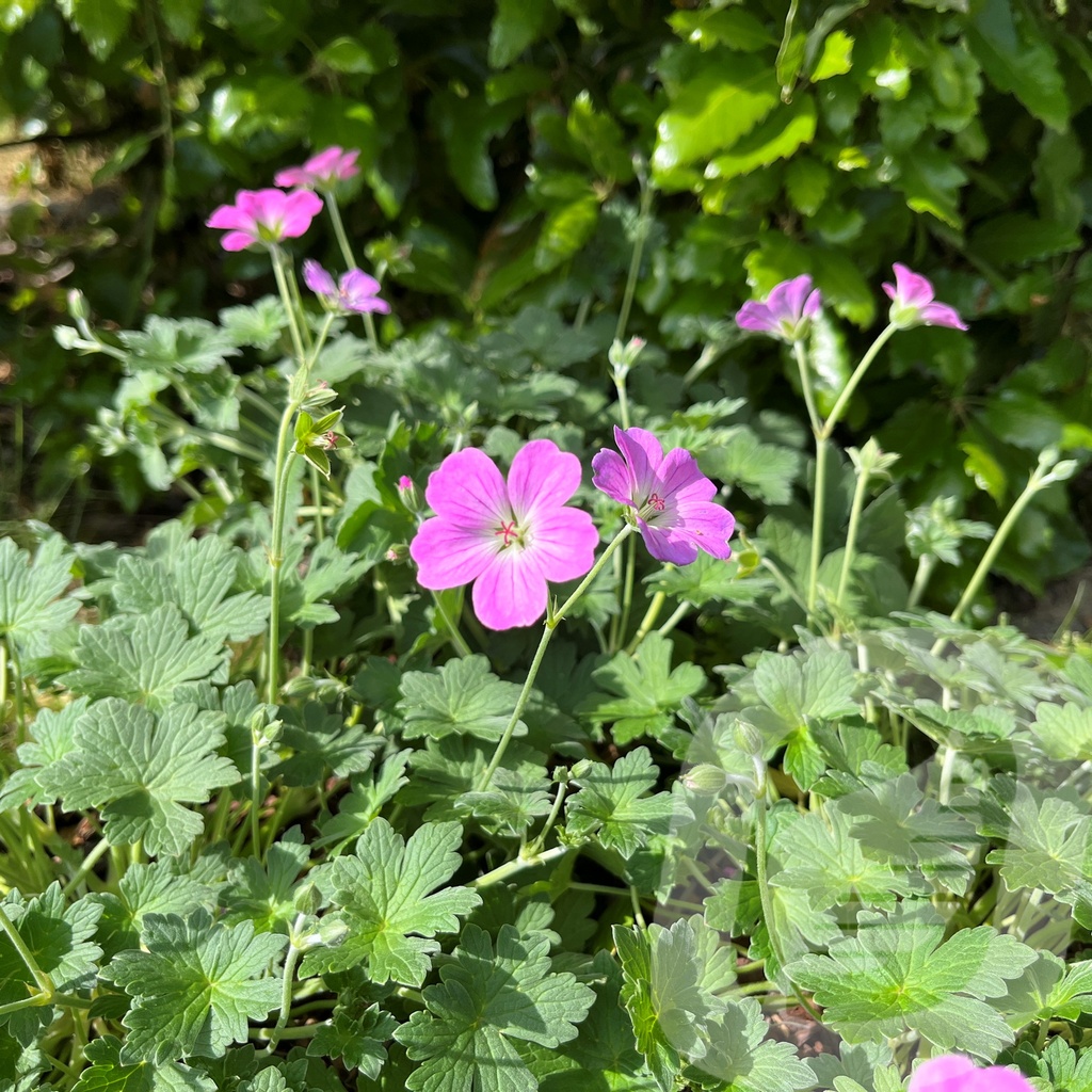 Geranium 'Mavis Simpson' | Plantor