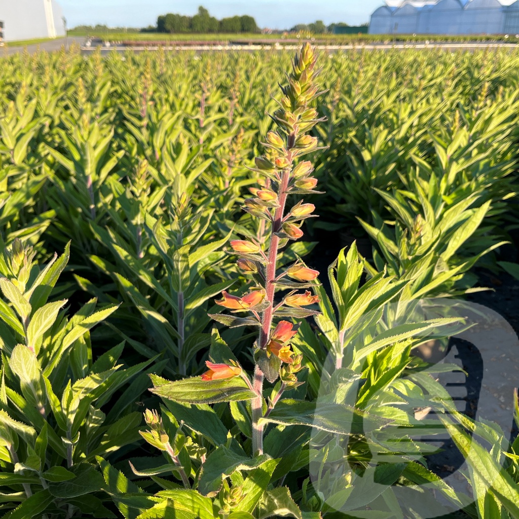 Digiplexis 'Firecracker'® | Plantor