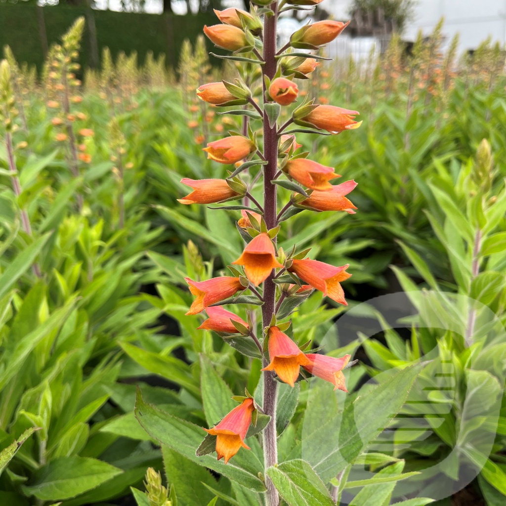 Digiplexis 'Firecracker'® | Plantor