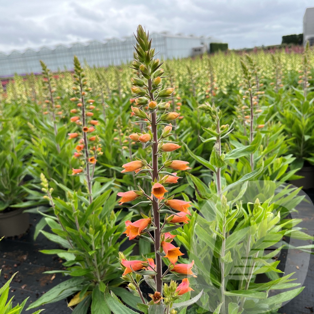 Digiplexis 'Firecracker'® | Plantor