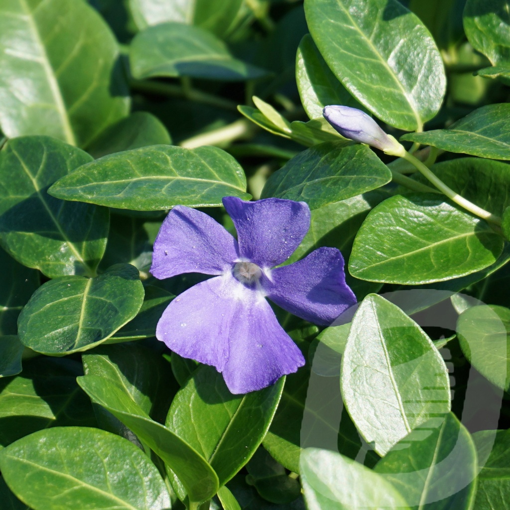 Vinca minor 'Bowles Variety' | Plantor