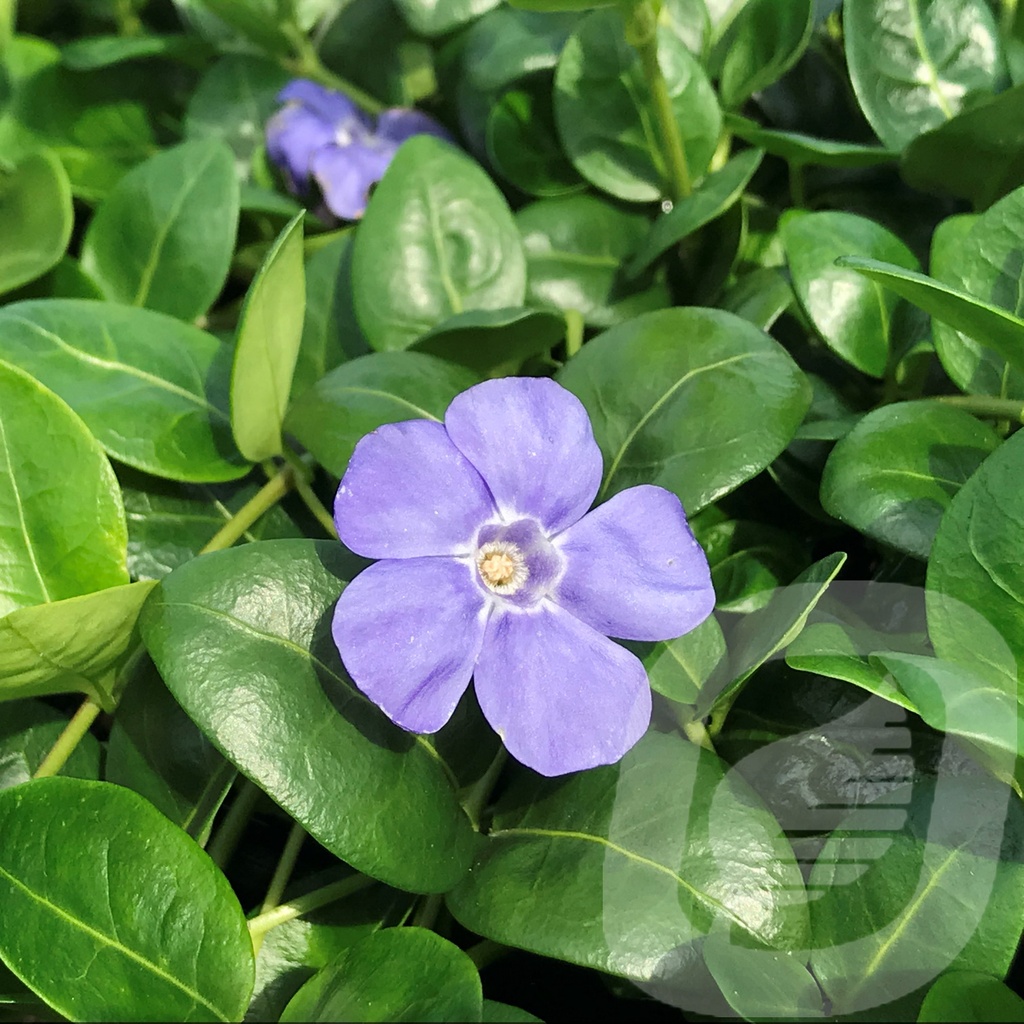 Vinca minor 'Bowles Variety' | Plantor