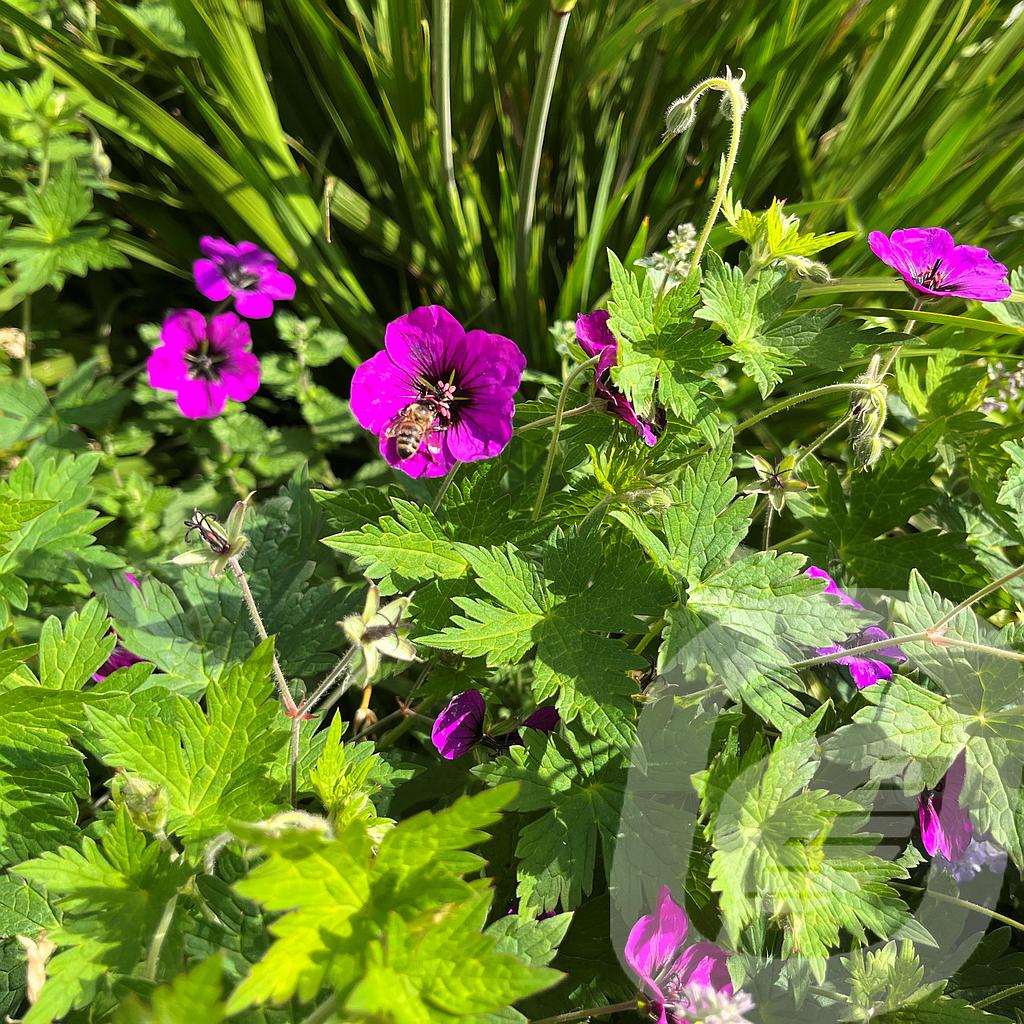 Geranium 'Ann Thomson' | Plantor