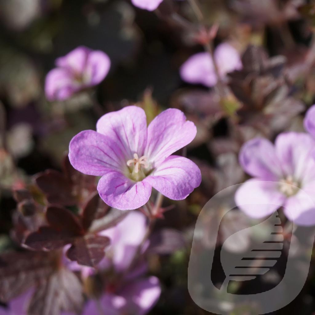 Geranium 'Dusky Crug' | Plantor
